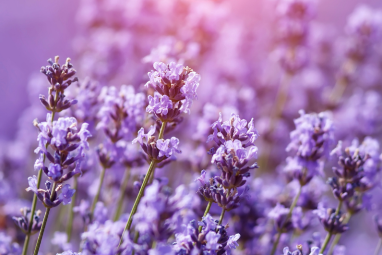 Step-by-Step Process for Lavender Tree Planting and Caring - Madeleine ...