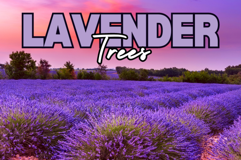 Step-by-Step Process for Lavender Tree Planting and Caring - Madeleine ...
